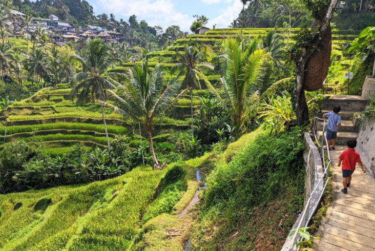 Tegallalang Rice Terraces- What to Know Before Visiting - Go Places ...
